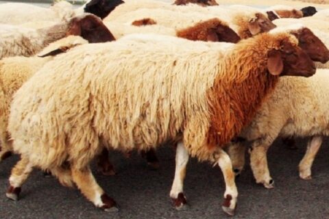 Un concours externe du ministère de l'agriculture pour recruter 234 ...